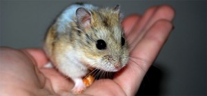 Hamster - Guide fra Dyrenes.dk